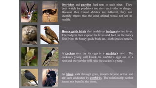 Biotic factors. Types of interactions 10 | PPTX