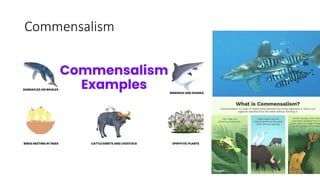 Biotic factors. Types of interactions 10 | PPTX