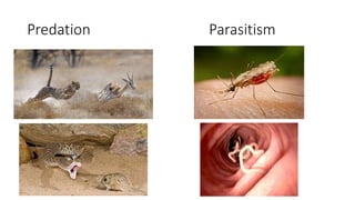 Biotic factors. Types of interactions 10 | PPTX