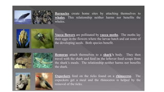 Biotic factors. Types of interactions 10 | PPTX