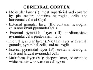 nervous system | PPT