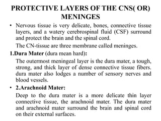 nervous system | PPT