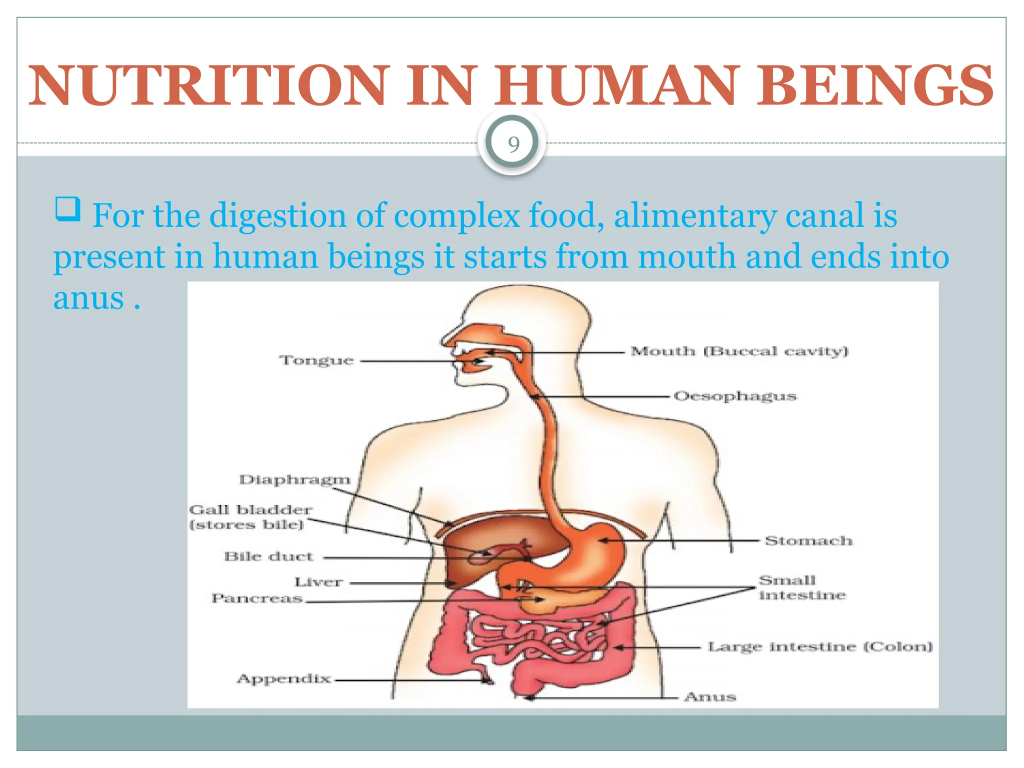 10th life process biology new for students.pptx