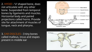 11th Biology maharashtra board Skeletal system | PPTX