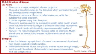 10th STD 15. NERVOUS SYSTEM ALL STRUCTURES(1).pptx