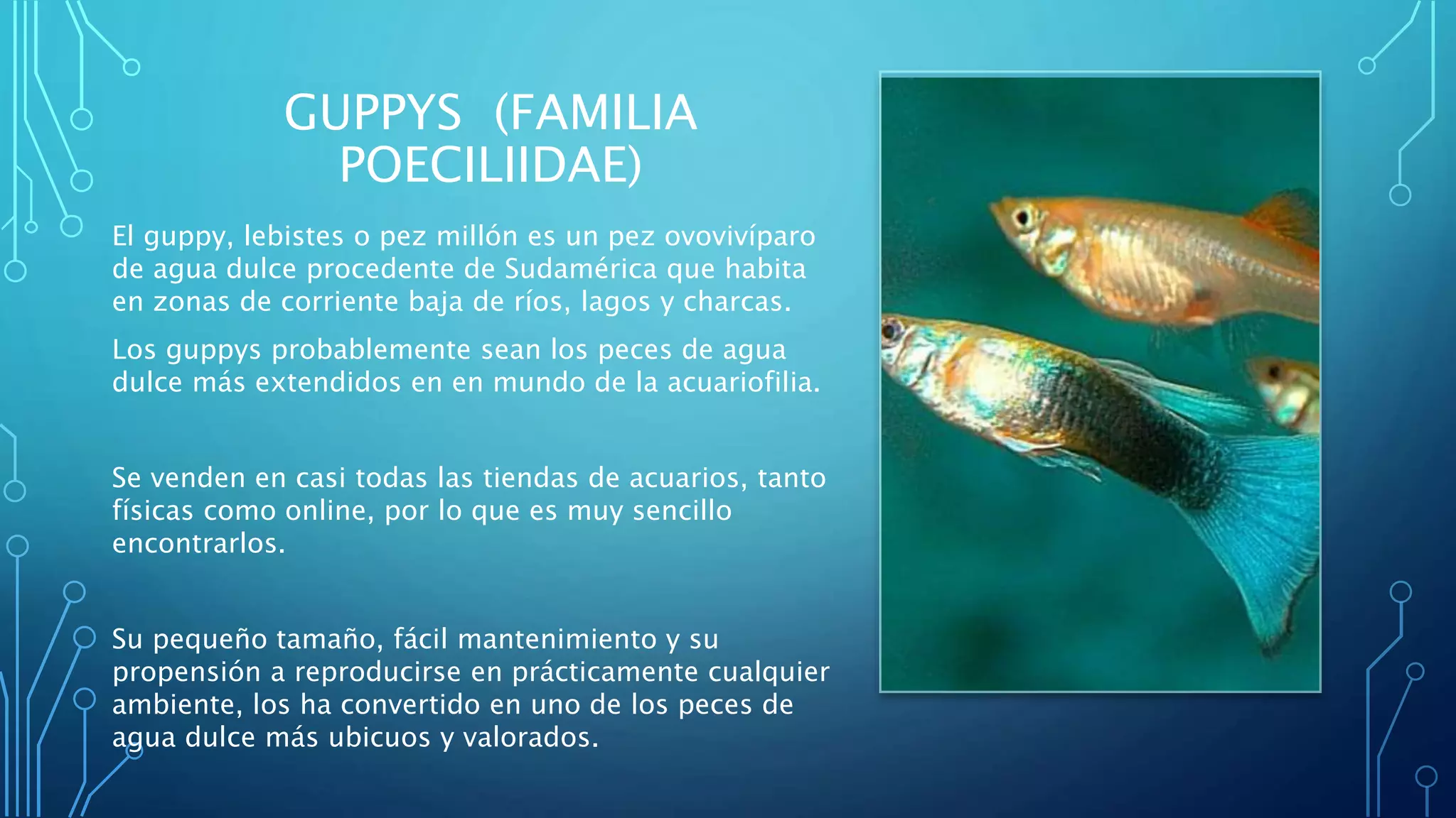 10 tipos de peces ornamentales | PPTX