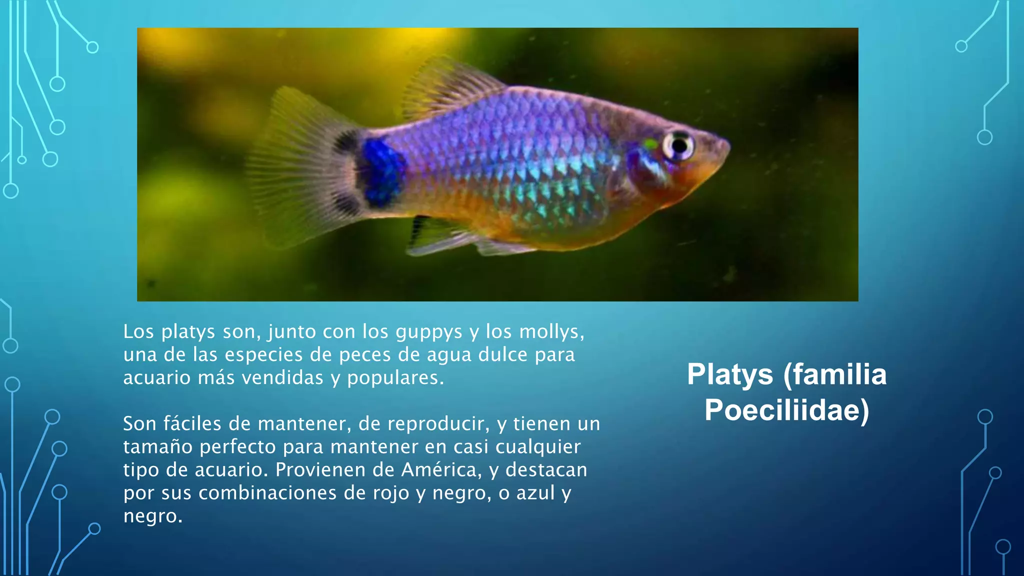 10 tipos de peces ornamentales | PPTX