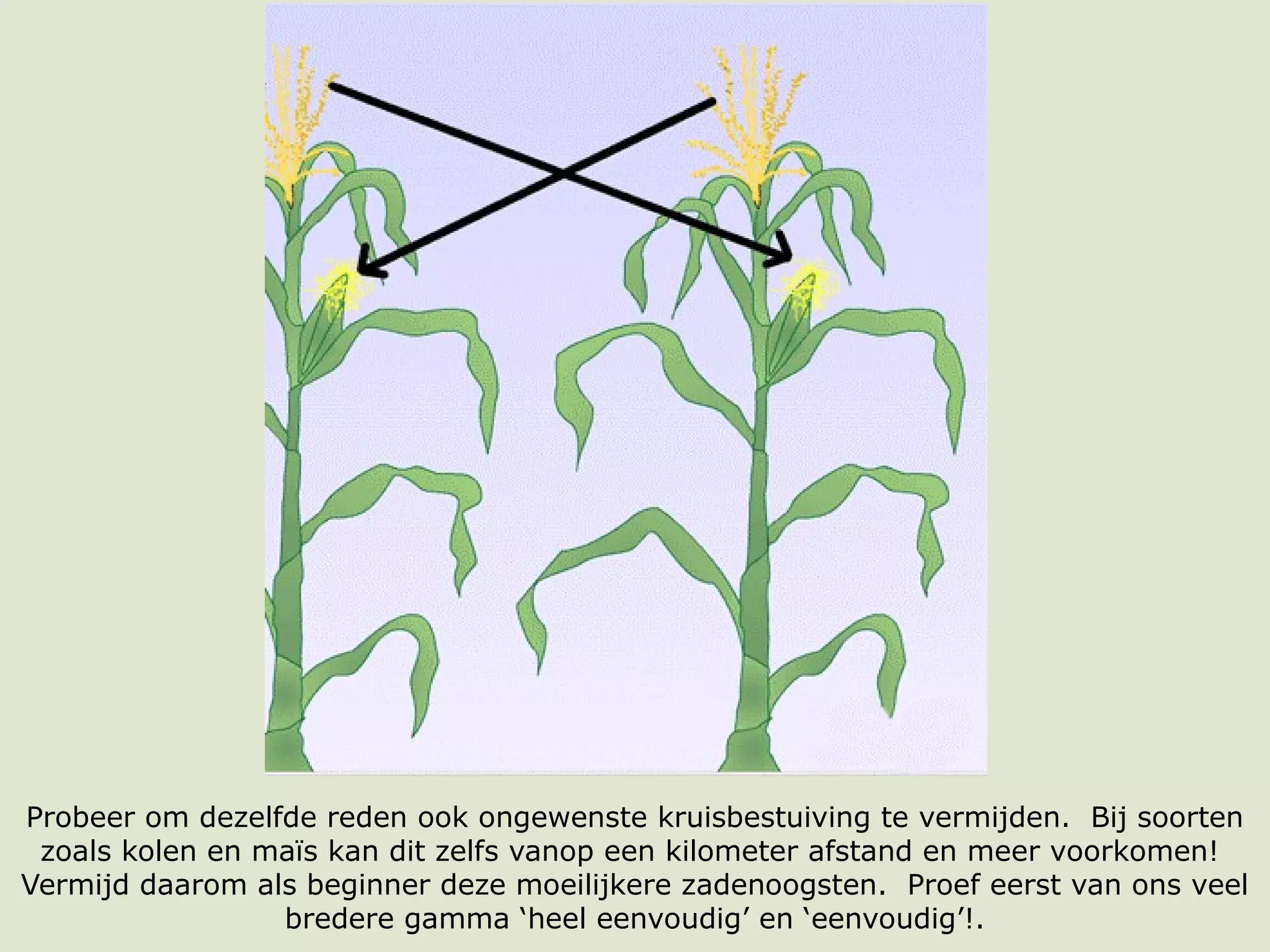 10 tips om zelf zaden te oogsten | PPT | Free Download