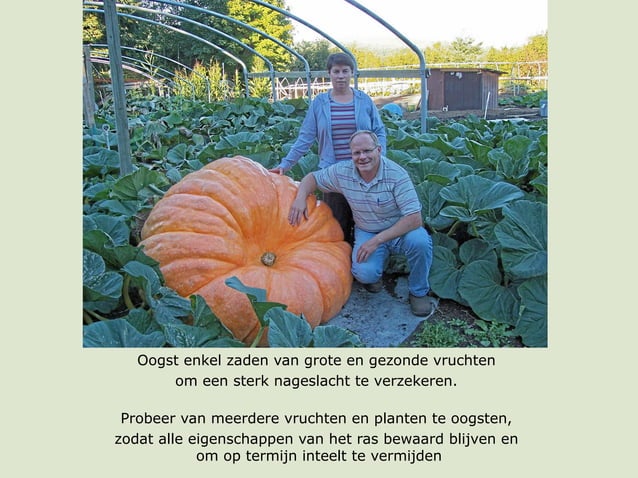 10 tips om zelf zaden te oogsten | ODP