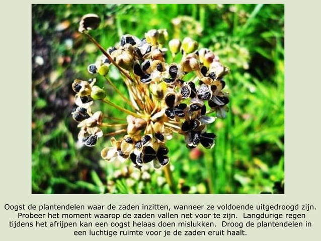 10 tips om zelf zaden te oogsten | PPT | Free Download