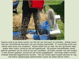 10 tips om zelf zaden te oogsten | ODP