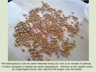 10 tips om zelf zaden te oogsten | ODP