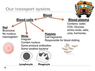 10 transport in humans 2019 | PPTX
