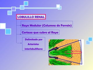 Sistema Urinario Anatomía Microscópica II (Histología) | PPT