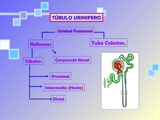 Sistema Urinario Anatomía Microscópica II (Histología) | PPT