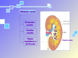 Sistema Urinario Anatomía Microscópica II (Histología) | PPT