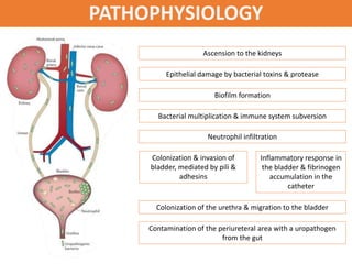 Urinary Tract Infection Pathophysiology Diagram