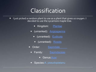 10 Ways We Use Plants | PPTX