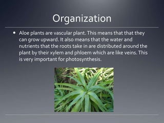 10 Ways We Use Plants | PPTX