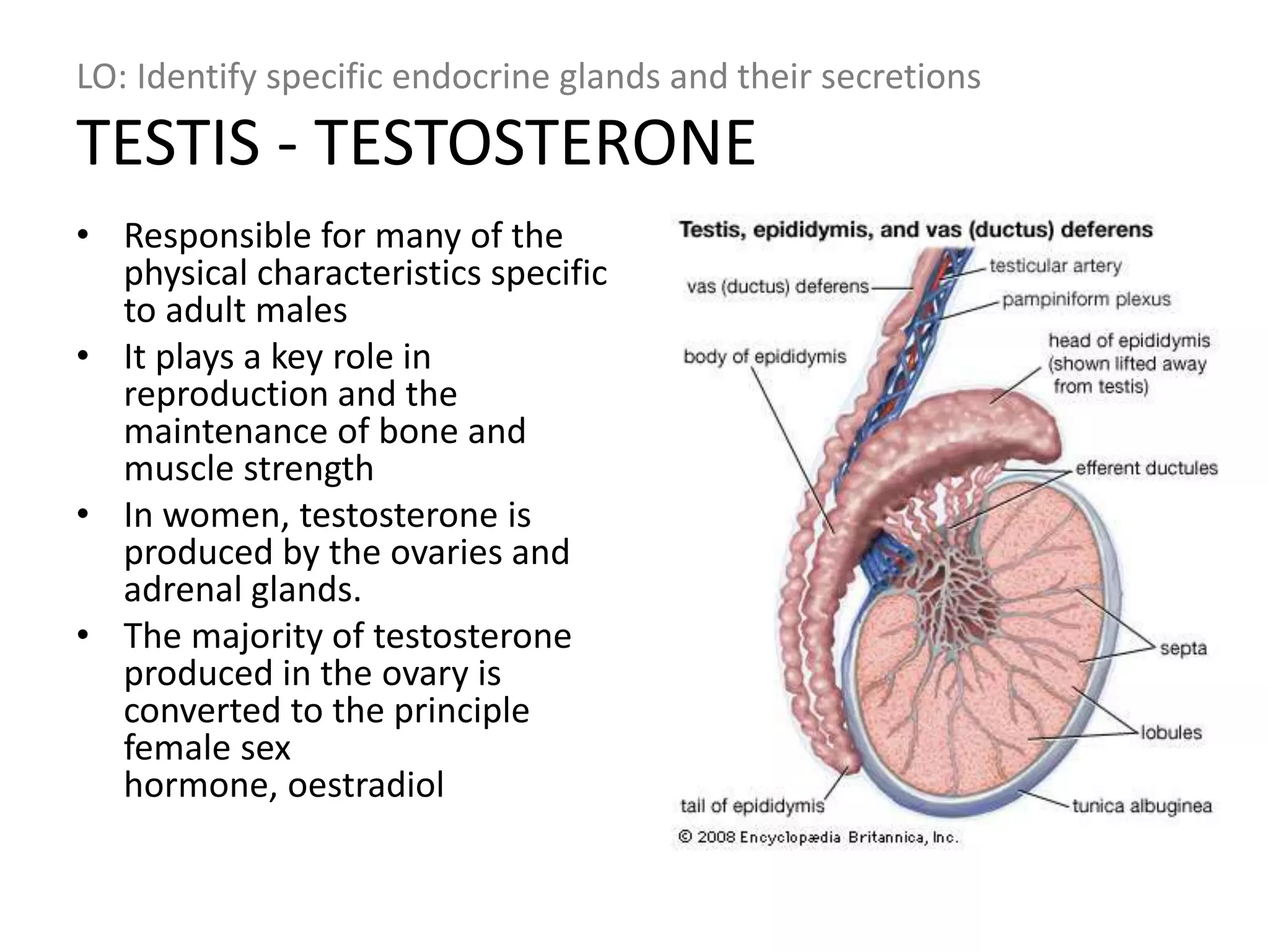 The Endocrine System And Hormones Pptx