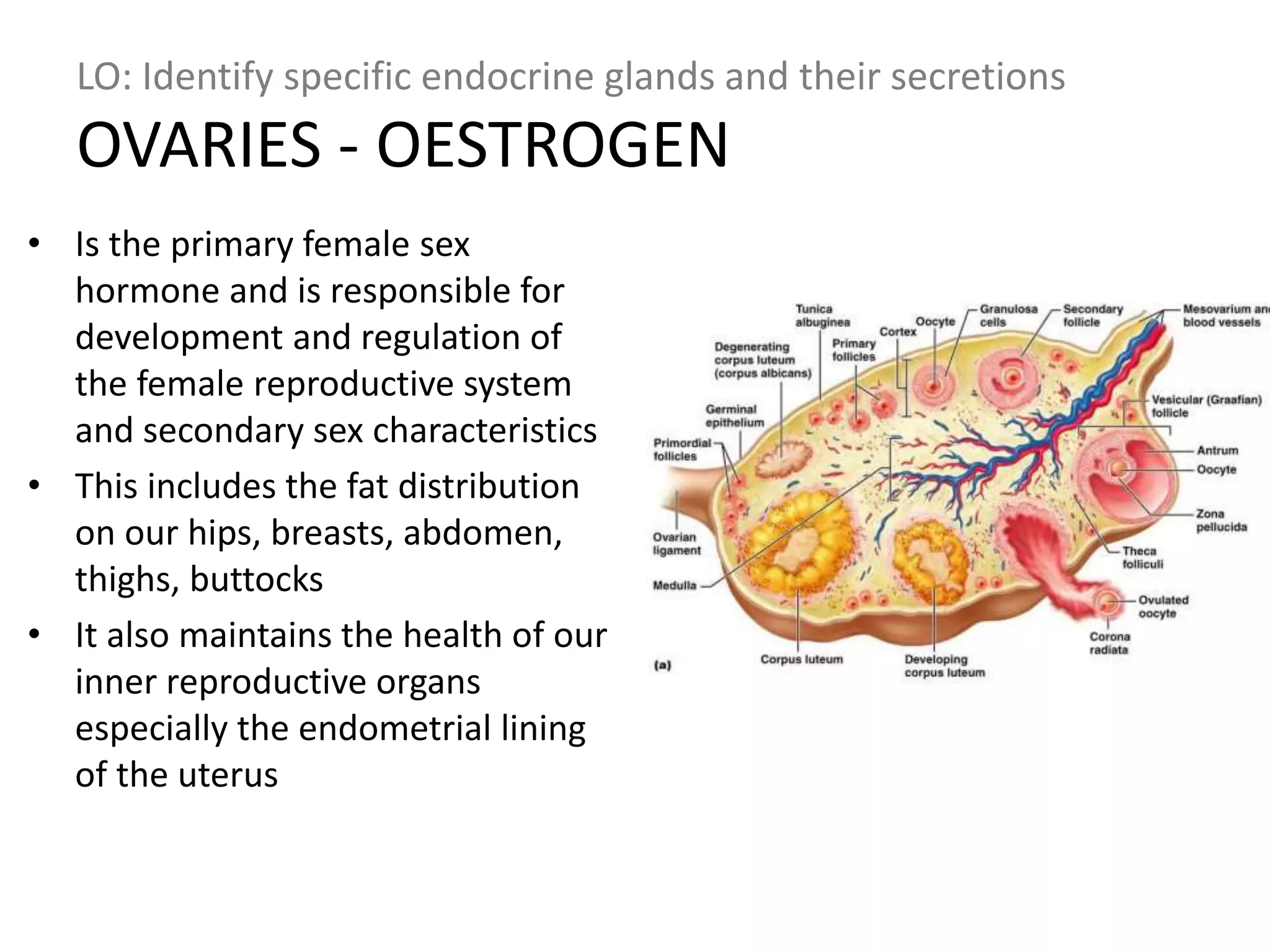 The endocrine system and hormones | PPTX