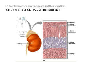 The endocrine system and hormones | PPTX
