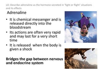 The endocrine system and hormones | PPTX