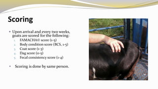 10 years of the Western Maryland Pasture-Based Meat Goat Performance ...