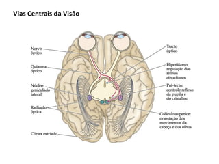 SISTEMA SENSORIAL (olho e visão) | PDF