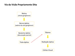 SISTEMA SENSORIAL (olho e visão) | PDF