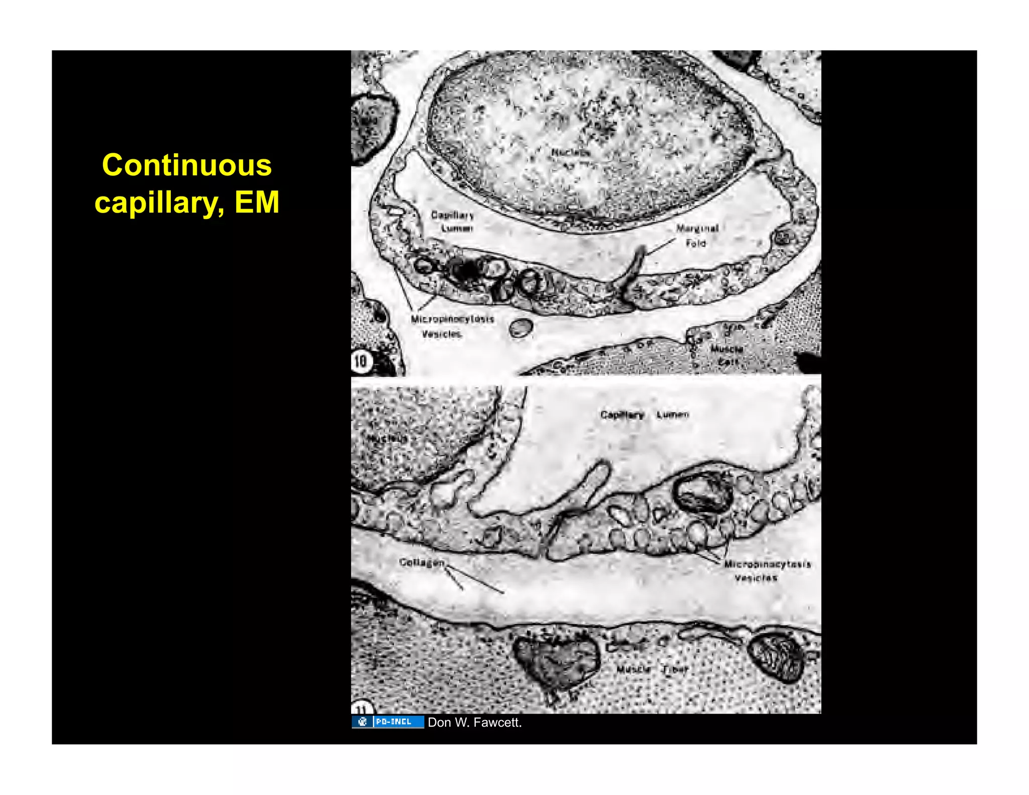 11.03.08(c): Histology of the Cardiovascular System | PDF