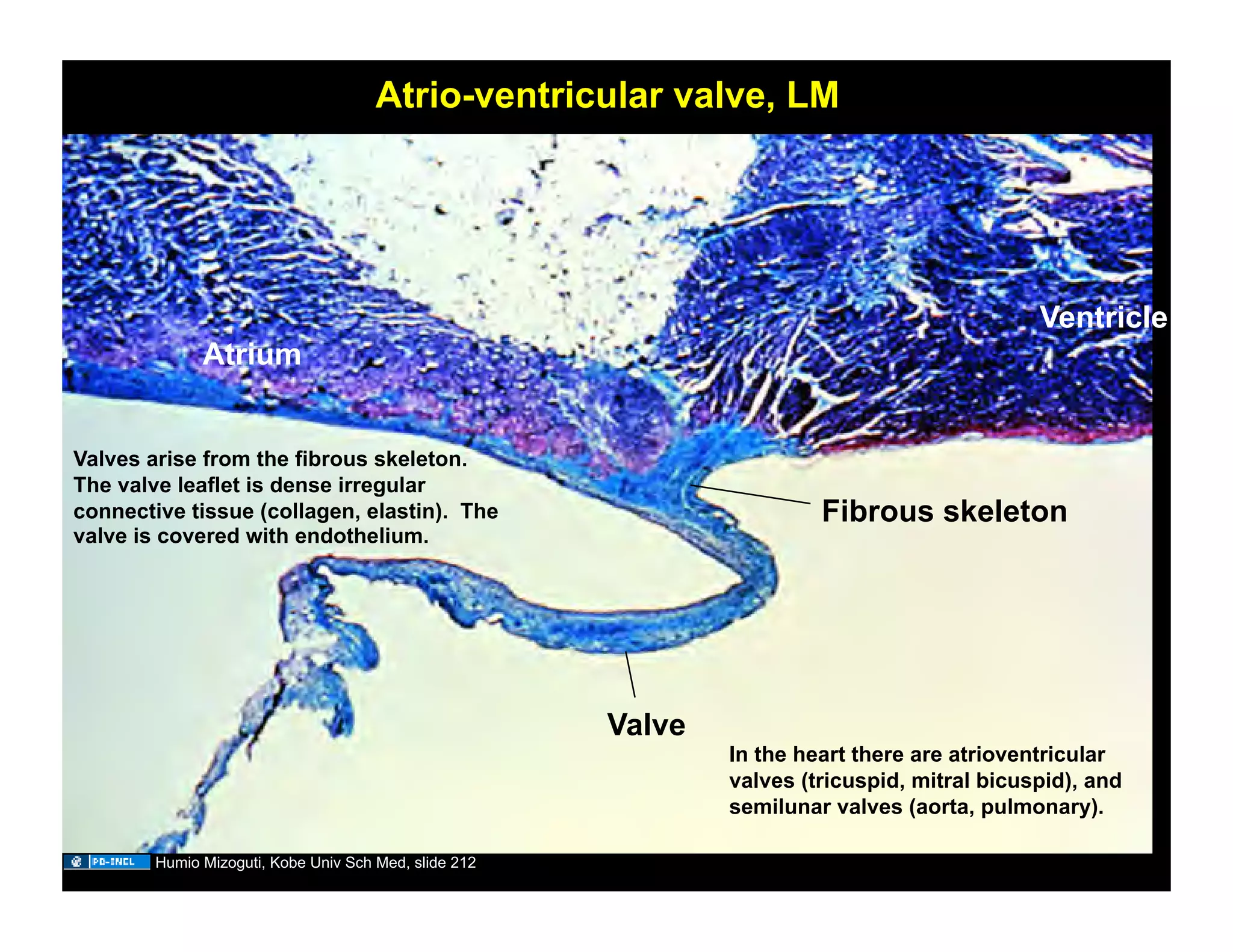 11.03.08(c): Histology of the Cardiovascular System | PDF