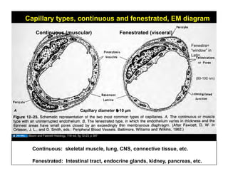 Continuous Capillaries Histology