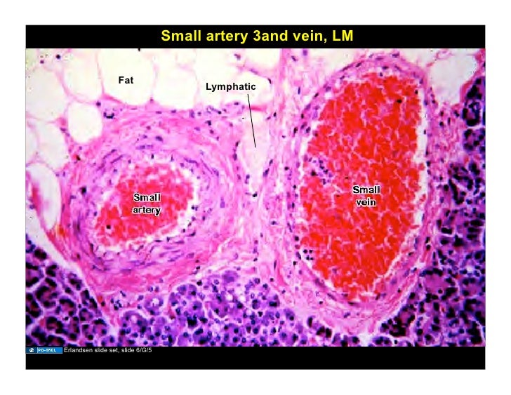Artery Histology Representative Histological Sections Of Renal Artery