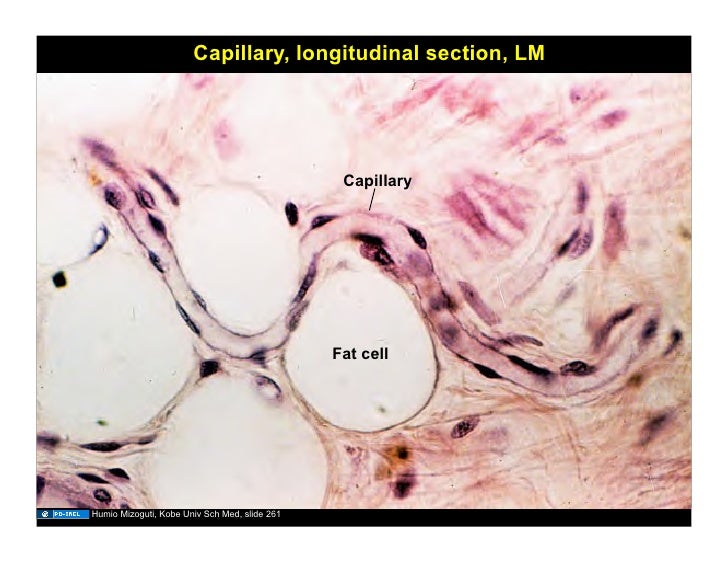 11.03.08(c): Histology of the Cardiovascular System