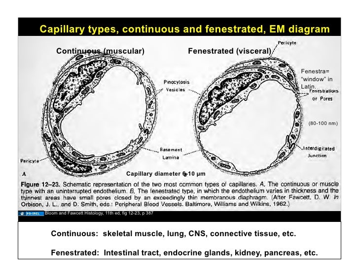 11.03.08(c): Histology of the Cardiovascular System