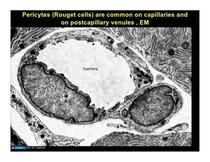 11.03.08(c): Histology of the Cardiovascular System