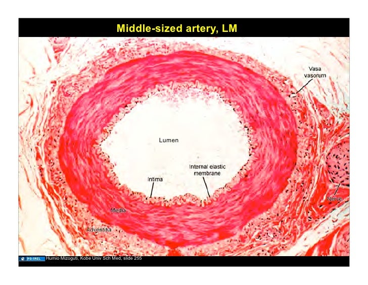 11.03.08(c): Histology of the Cardiovascular System