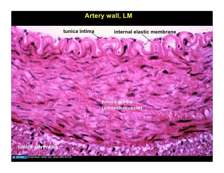 Histology Of Blood Vessels Tunica Intima Media