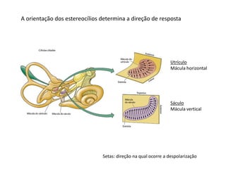 SISTEMA SENSORIAL (audicao e equilibrio) | PPT