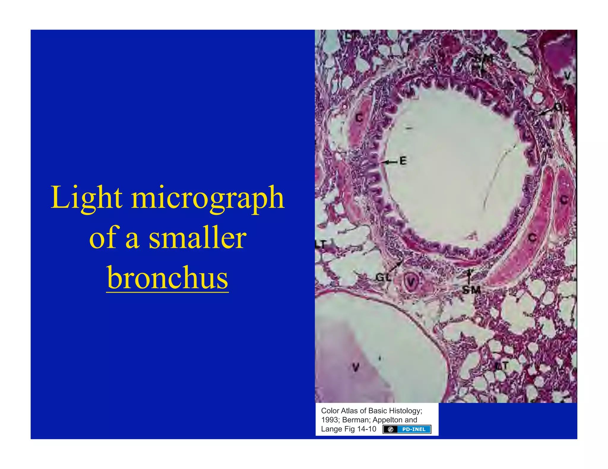 11.10.08(d): Histology of the Respiratory Tract | PDF