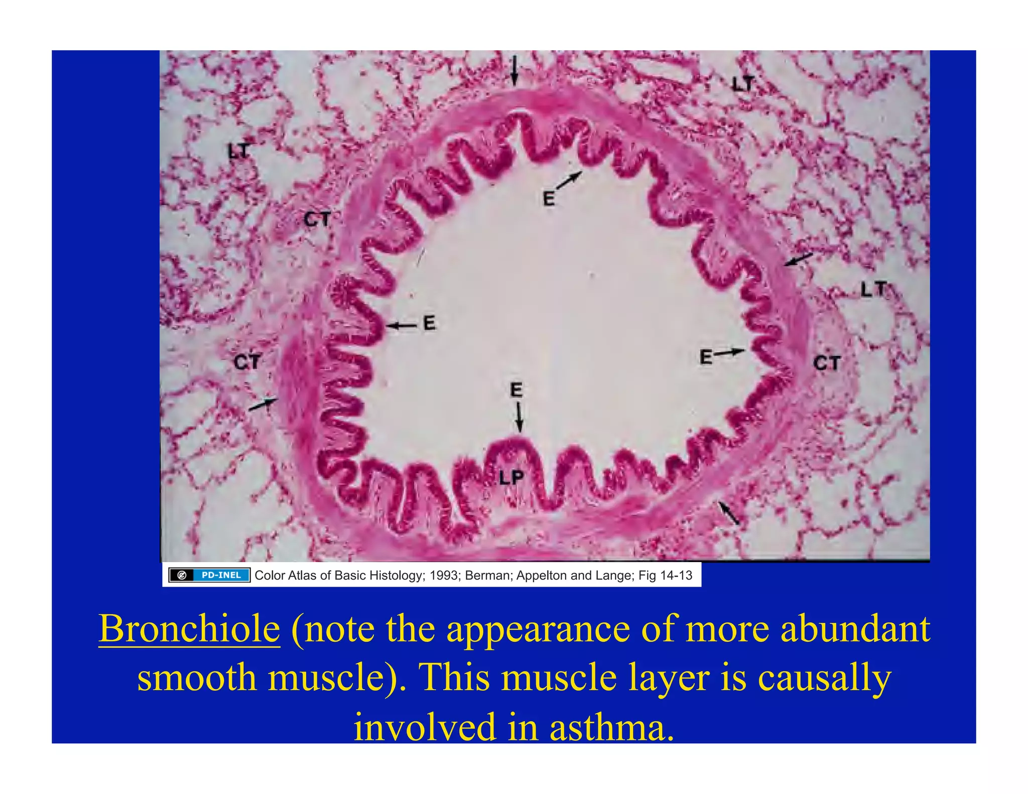 11.10.08(d): Histology of the Respiratory Tract | PDF
