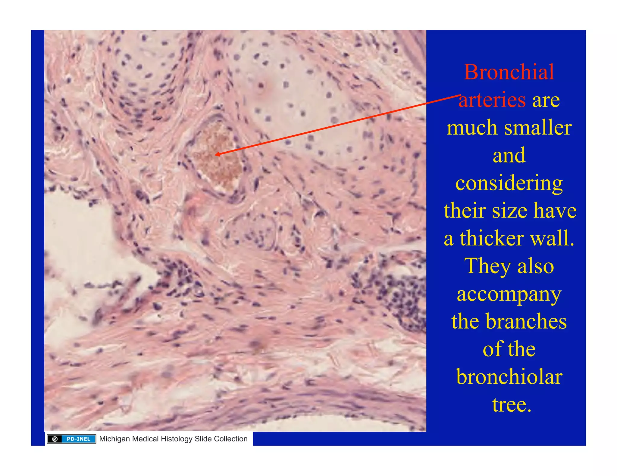 11.10.08(d): Histology of the Respiratory Tract | PDF