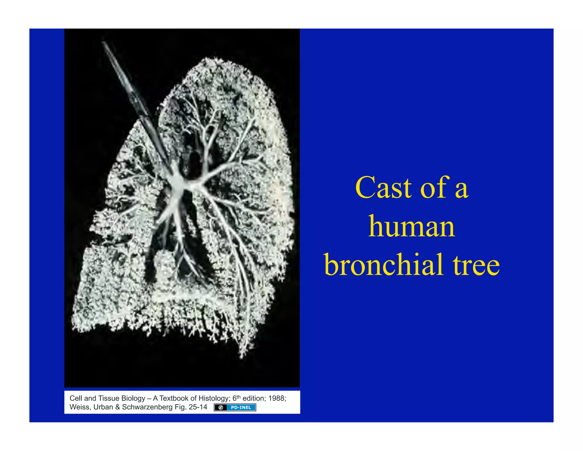 11.10.08(d): Histology of the Respiratory Tract | PDF