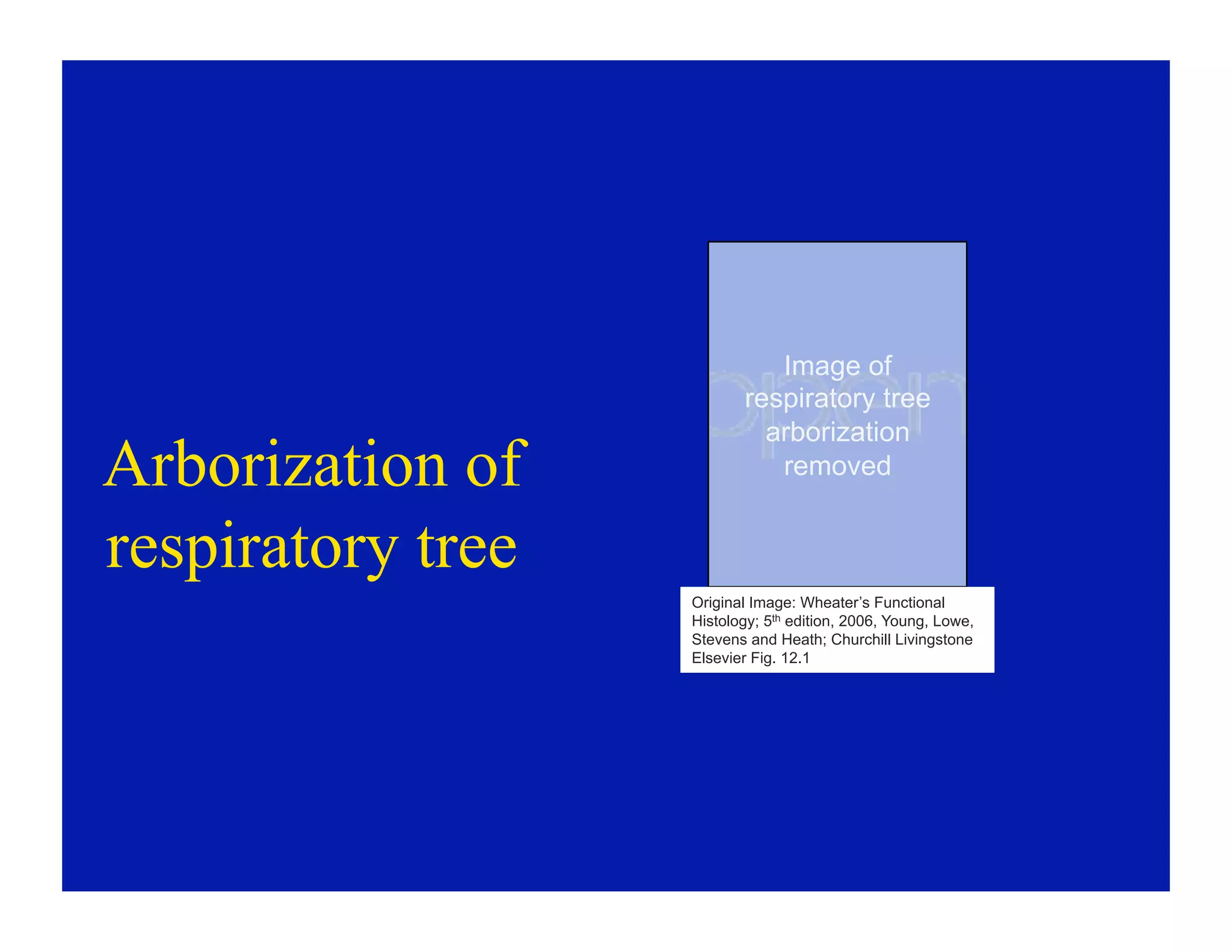 11.10.08(d): Histology of the Respiratory Tract | PDF