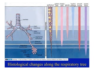 Bronchial Tree Histology