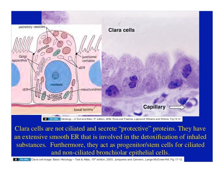 Clara Cell Histology