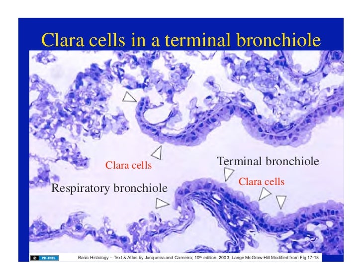 Respiratory Clara Cells In Bronchioles Histology