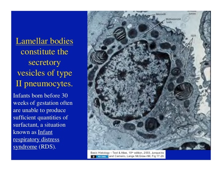 11.10.08(d): Histology of the Respiratory Tract