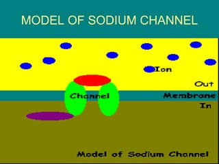 11.10 (dr. husun bano)transport of substances across cell membrane | PPT